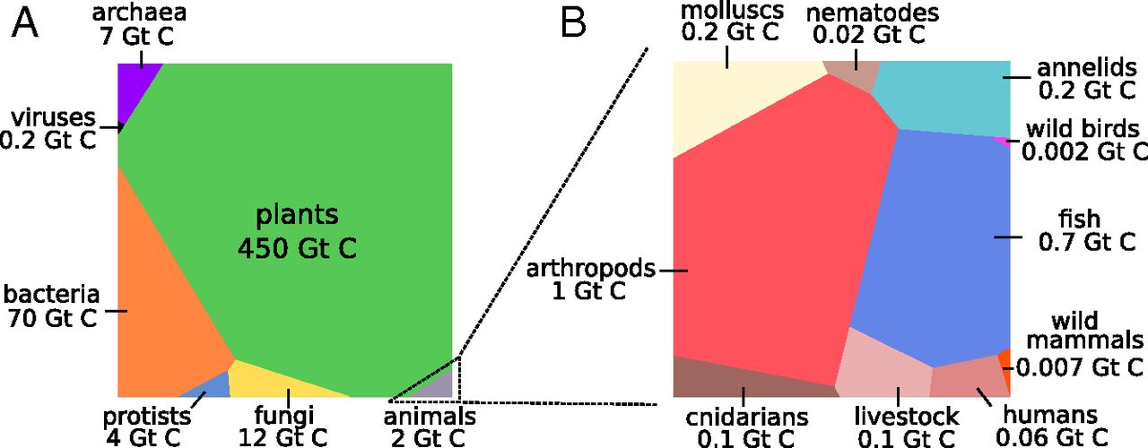 Statistics to open your eyes: our biomass on this planet | Christian Kull
